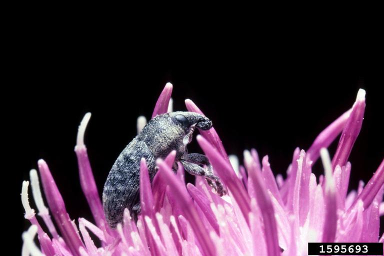 lesser knapweed flower weevil (Larinus minutus Gyllenhal, 1836)