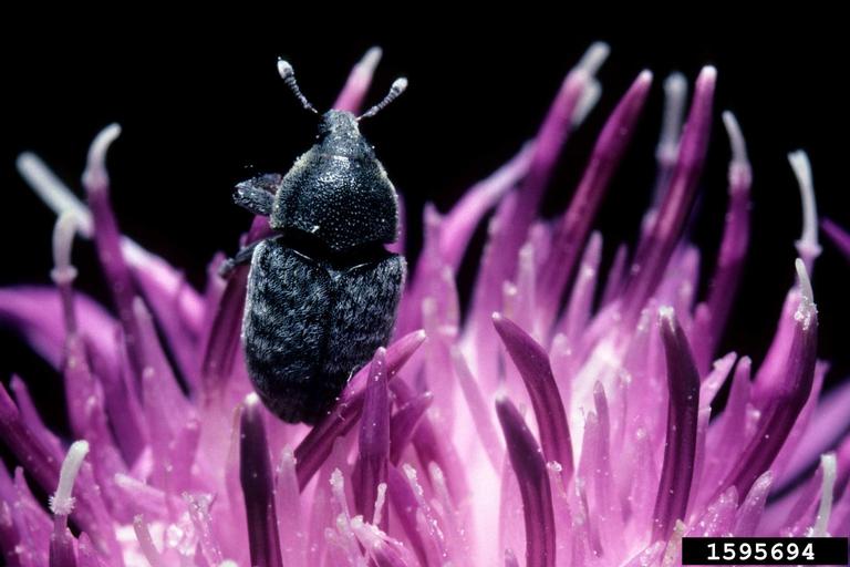 lesser knapweed flower weevil (Larinus minutus)