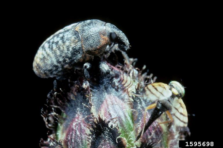 lesser knapweed flower weevil (Larinus minutus Gyllenhal, 1836)