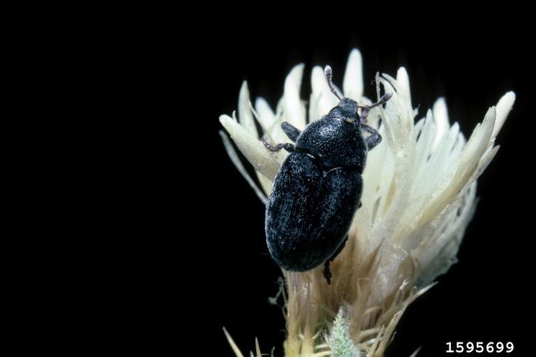 lesser knapweed flower weevil (Larinus minutus)