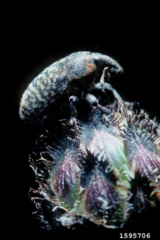 lesser knapweed flower weevil (Larinus minutus)
