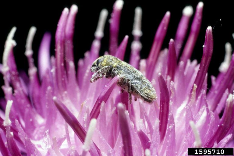 broad-nosed knapweed seed head weevil (Bangasternus fausti (Reitter, 1890))