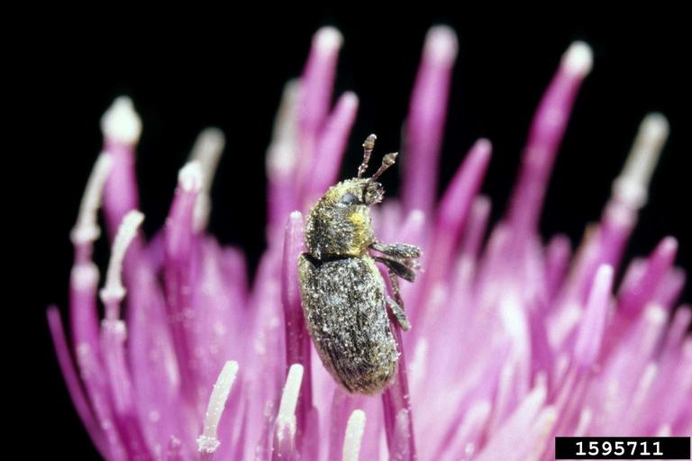broad-nosed knapweed seed head weevil (Bangasternus fausti (Reitter, 1890))