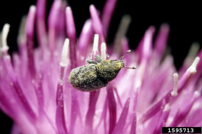 broad-nosed knapweed seed head weevil (Bangasternus fausti ) on ...