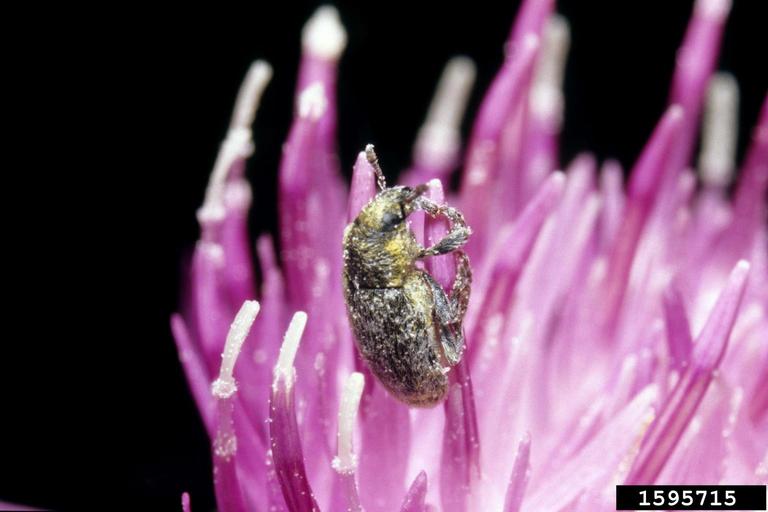 broad-nosed knapweed seed head weevil (Bangasternus fausti (Reitter, 1890))