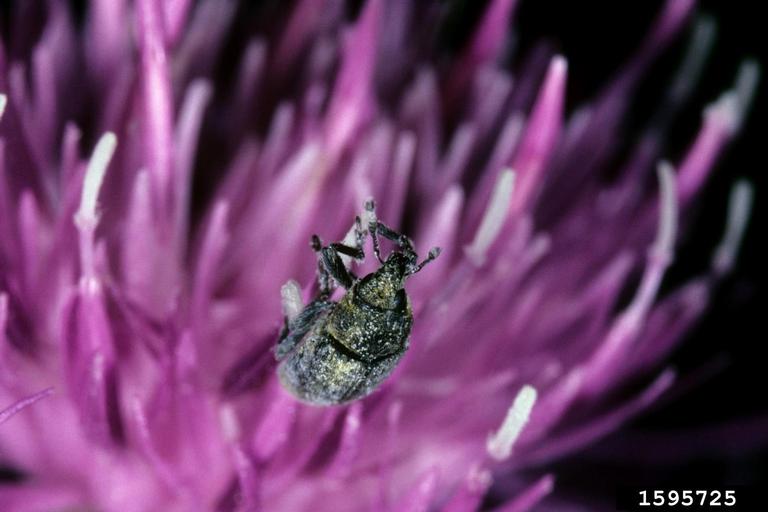 broad-nosed knapweed seed head weevil (Bangasternus fausti (Reitter, 1890))