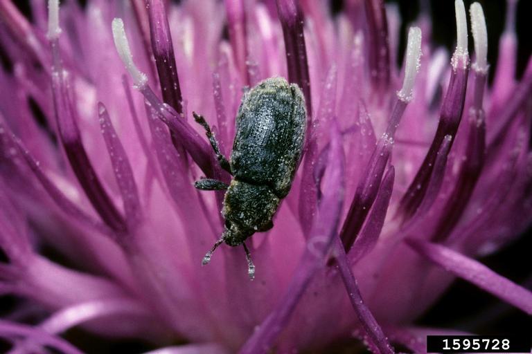 broad-nosed knapweed seed head weevil (Bangasternus fausti (Reitter, 1890))