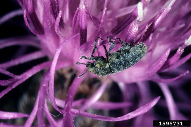 broad-nosed knapweed seed head weevil (Bangasternus fausti)