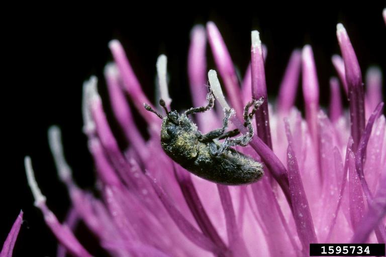 broad-nosed knapweed seed head weevil (Bangasternus fausti)