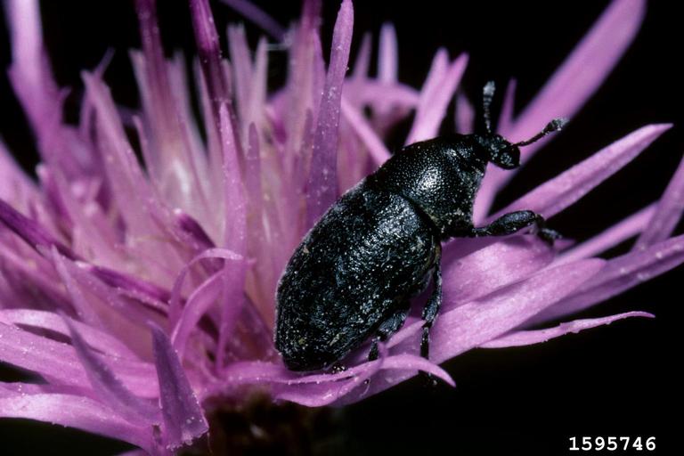 blunt knapweed flower weevil (Larinus obtusus Gyllenhal, 1836)