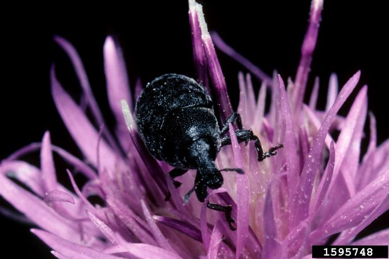 blunt knapweed flower weevil (Larinus obtusus Gyllenhal, 1836)