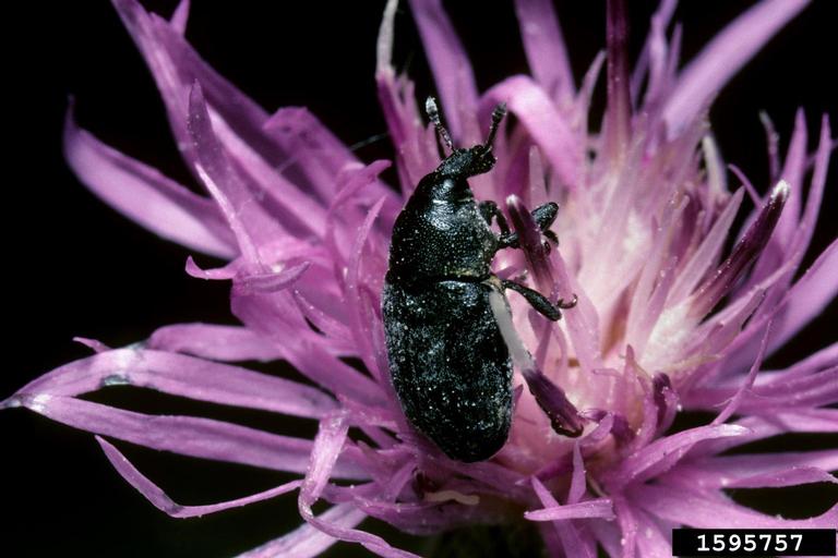 blunt knapweed flower weevil (Larinus obtusus Gyllenhal, 1836)
