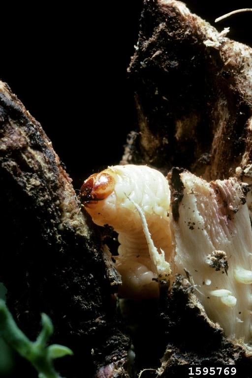 knapweed root weevil (Cyphocleonus achates (Fahraeus, 1842))