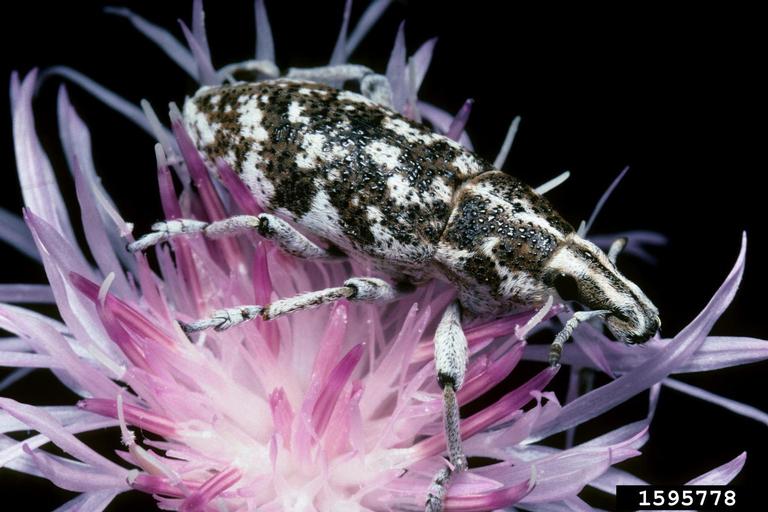 knapweed root weevil (Cyphocleonus achates (Fahraeus, 1842))