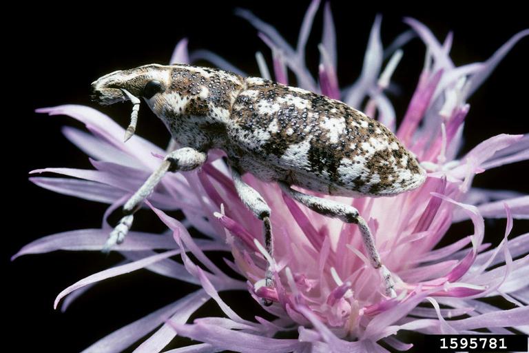 knapweed root weevil (Cyphocleonus achates (Fahraeus, 1842))