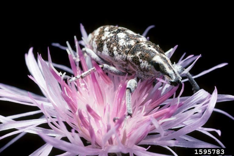knapweed root weevil (Cyphocleonus achates (Fahraeus, 1842))