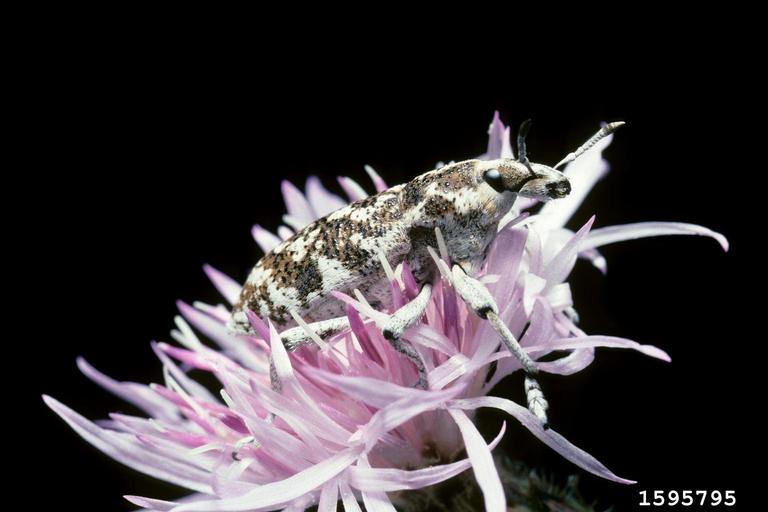knapweed root weevil (Cyphocleonus achates (Fahraeus, 1842))