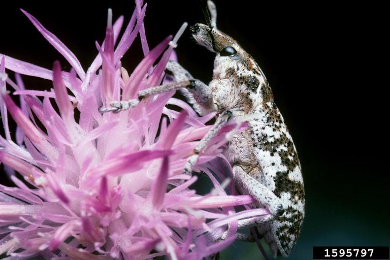knapweed root weevil (Cyphocleonus achates (Fahraeus, 1842))