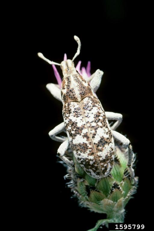 knapweed root weevil (Cyphocleonus achates (Fahraeus, 1842))
