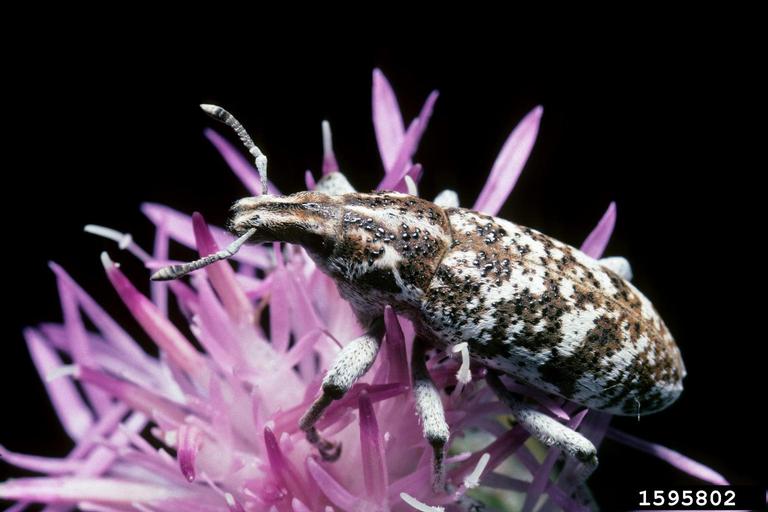 knapweed root weevil (Cyphocleonus achates (Fahraeus, 1842))