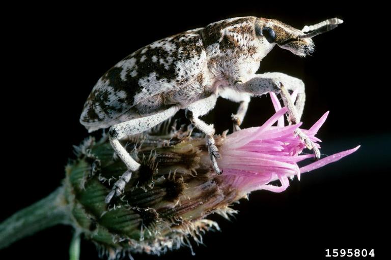 knapweed root weevil (Cyphocleonus achates (Fahraeus, 1842))