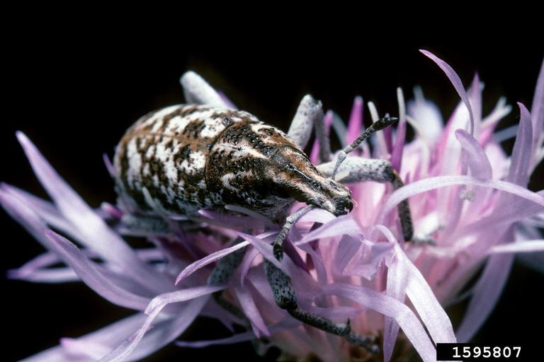 knapweed root weevil (Cyphocleonus achates (Fahraeus, 1842))