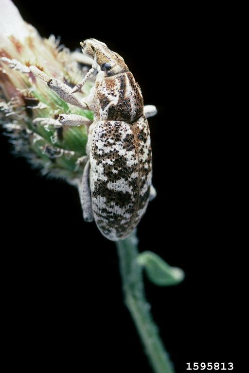 knapweed root weevil (Cyphocleonus achates (Fahraeus, 1842))
