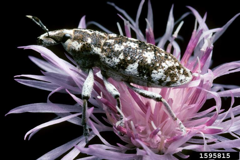 knapweed root weevil (Cyphocleonus achates (Fahraeus, 1842))