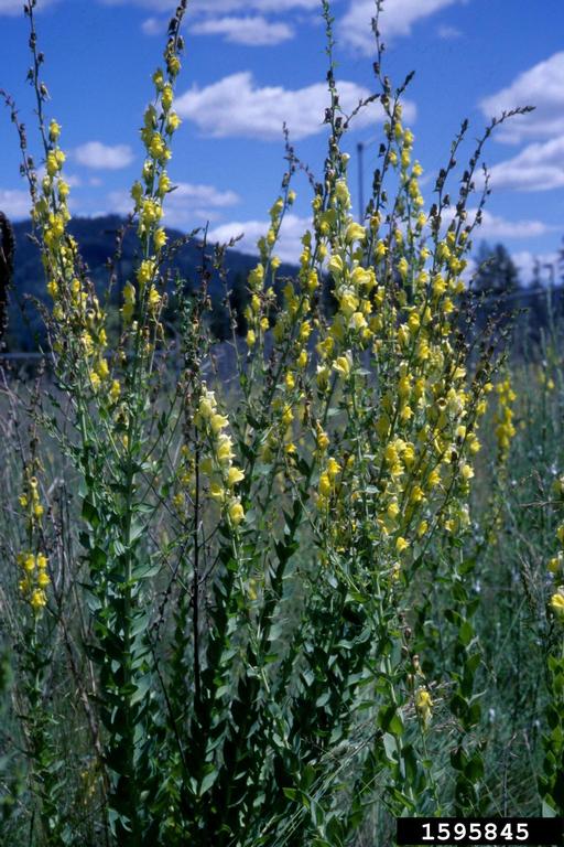 Dalmatian toadflax (Linaria dalmatica)