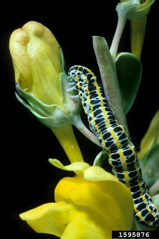 Toadflax Brocade (Calophasia lunula ) on toadflax (Linaria spp. ) - 1595876