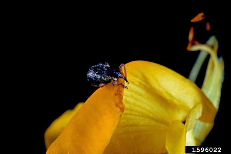 toadflax capsule weevil (Gymnetron antirrhini ) on toadflax (Linaria ...