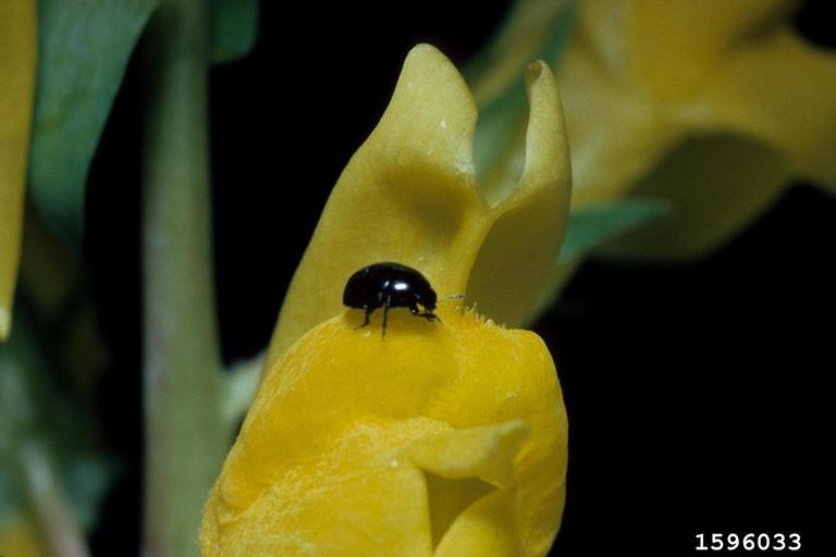 toadflax flower-eating beetle (Brachypterolus pulicarius (Linnaeus, 1758))