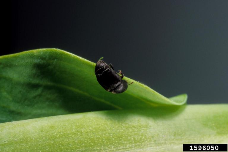 toadflax flower-eating beetle (Brachypterolus pulicarius)