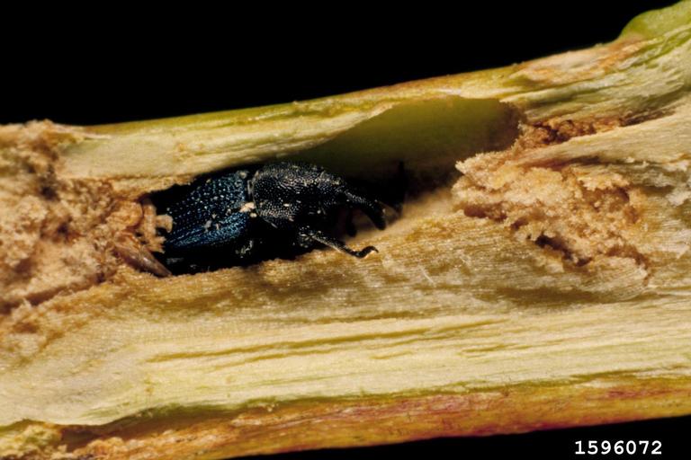 stem-boring weevil (Mecinus janthinus Germar)