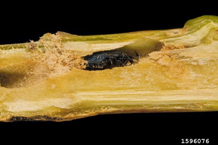 stem-boring weevil (Mecinus janthinus Germar)