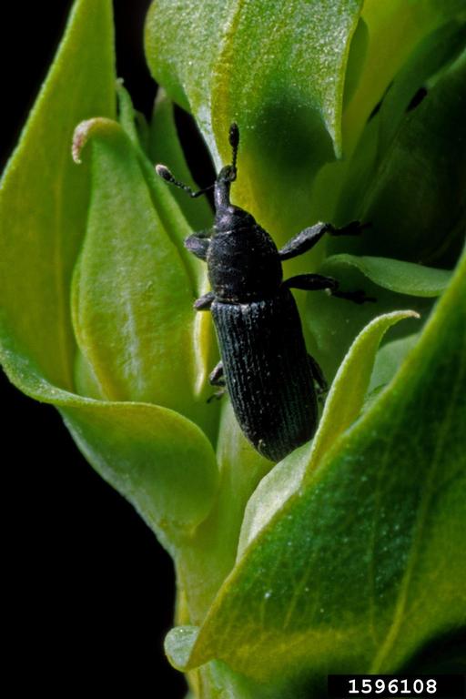 stem-boring weevil (Mecinus janthinus Germar)