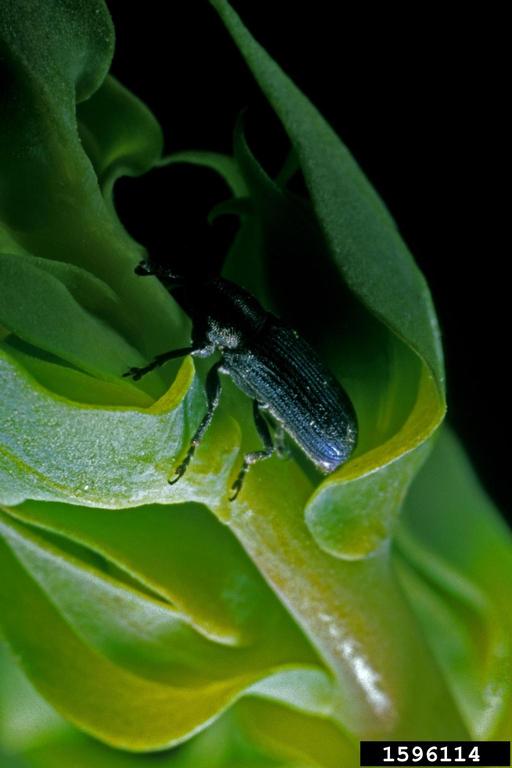 stem-boring weevil (Mecinus janthinus)