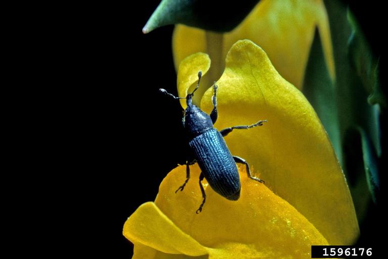 stem-boring weevil (Mecinus janthinus Germar)