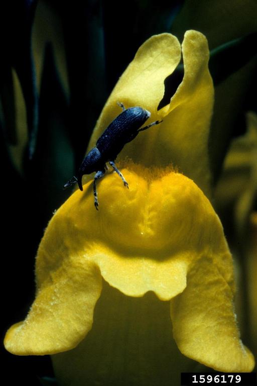 stem-boring weevil (Mecinus janthinus)