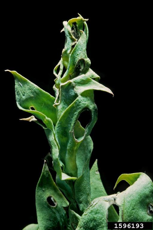 stem-boring weevil (Mecinus janthinus ) on toadflax (Linaria spp ...