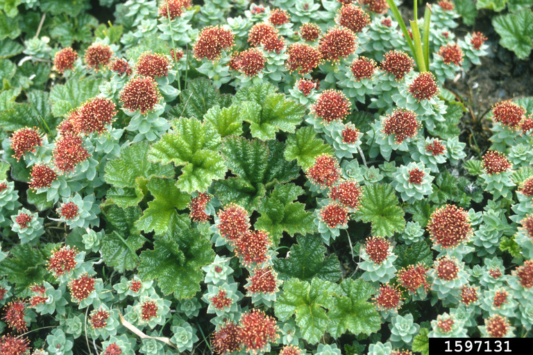 roseroot stonecrop (Rhodiola rosea)