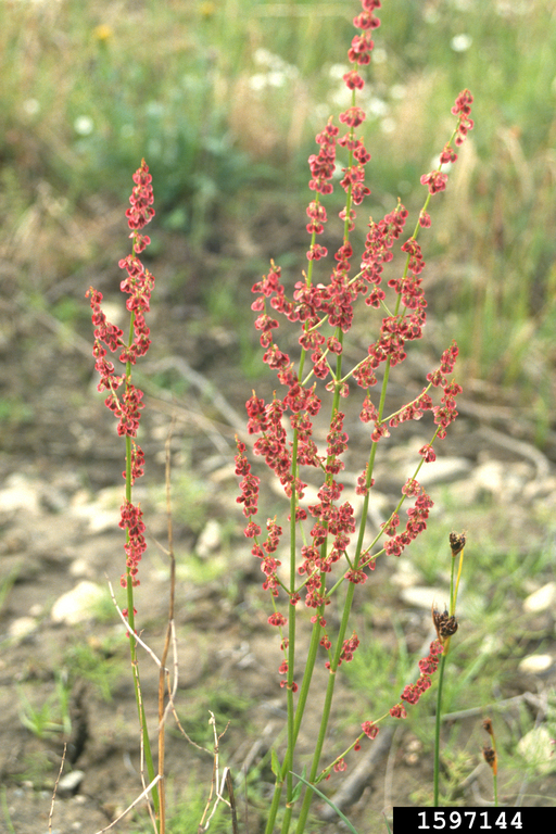 red sorrel (Rumex acetosella L.)