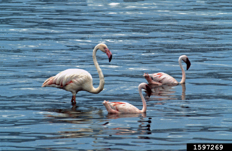 greater flamingo (Phoenicopterus ruber Linnaeus)