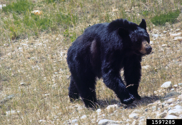 black bear (Ursus americanus)