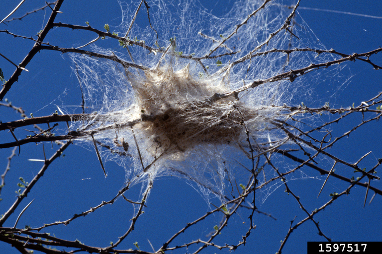 webspinning (Family Pamphiliidae)