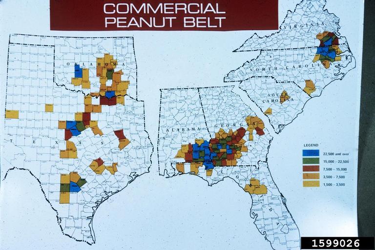 peanut (Genus Arachis L.)