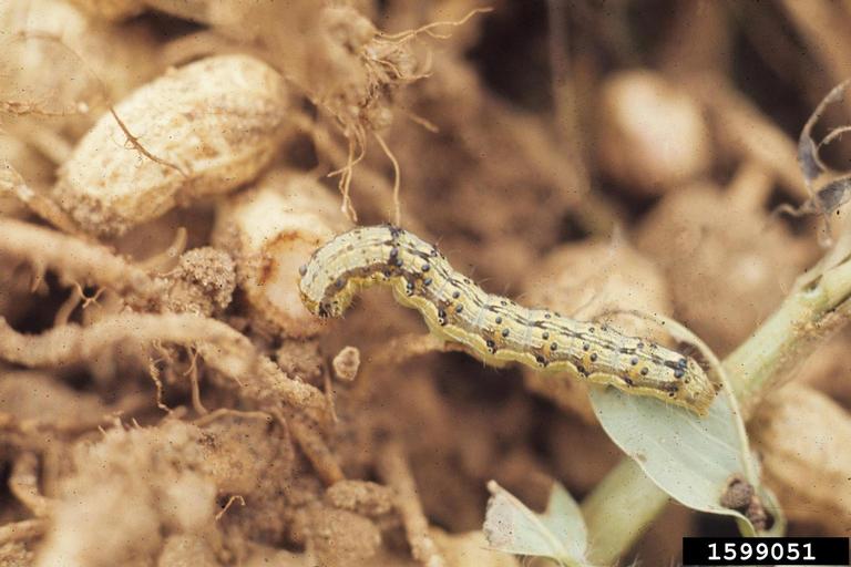 corn earworm, tomato fruitworm (Helicoverpa zea (Boddie))