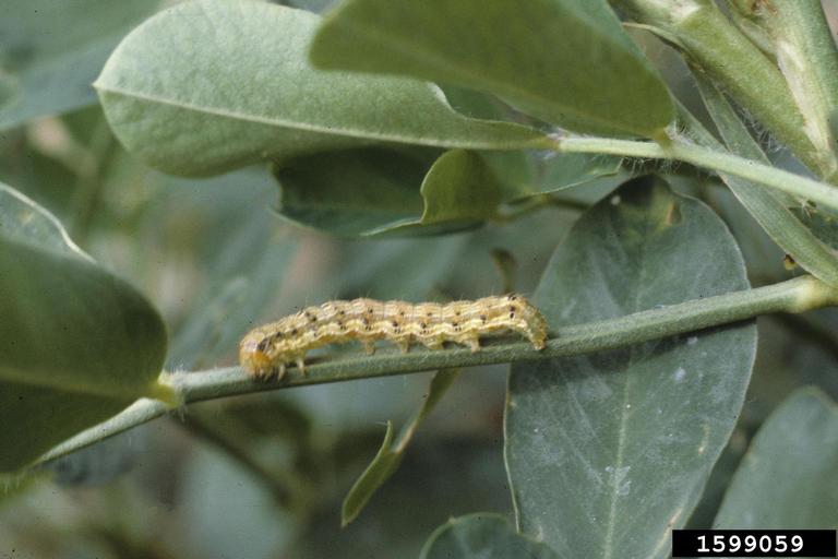 corn earworm, tomato fruitworm (Helicoverpa zea (Boddie))