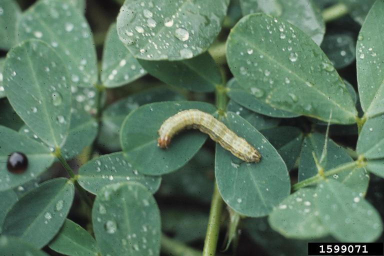 fall armyworm (Spodoptera frugiperda (J.E. Smith))