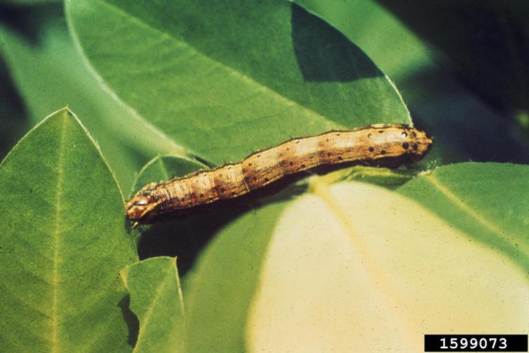 fall armyworm (Spodoptera frugiperda Smith, J.E., 1797)